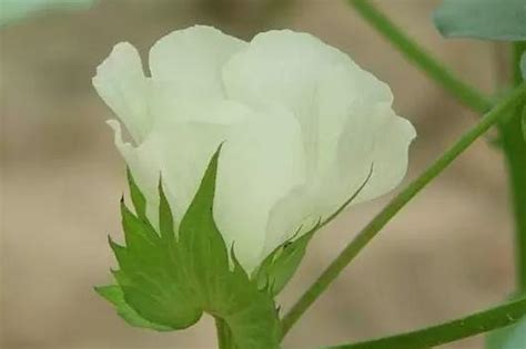 棉花初花期水肥管理技术建议