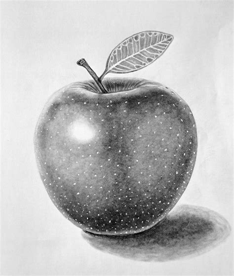 6 Simple Steps On How To Draw An Apple Realistically Muus Art