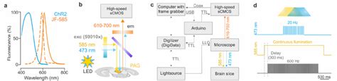 All Optical Imaging Setup And Optics A Excitation And Emission