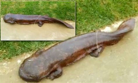 Albino Giant Salamander