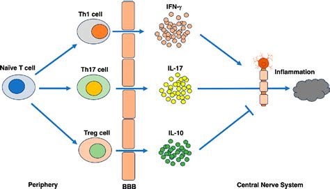Figure 2 From Unraveling The Immunopathogenesis Of Multiple Sclerosis