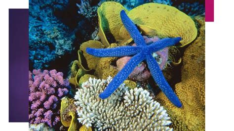 Эволюция животных презентация онлайн