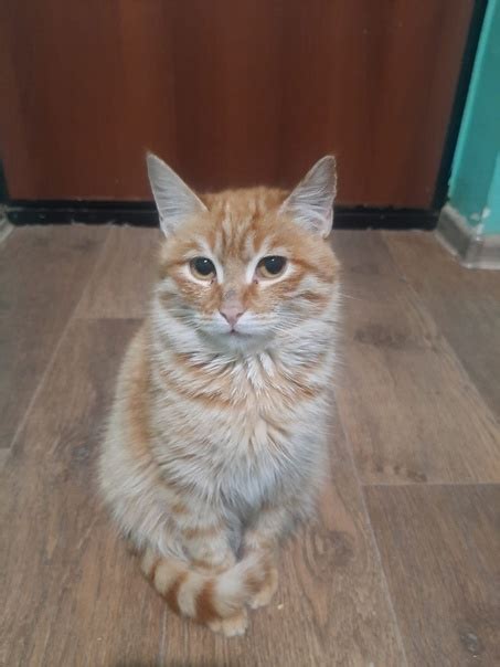 ⚠️Ищем дом⚠️ Саратовская обл Красноармейск ‼️Лучик 5 мес Умный скромный котик Привит