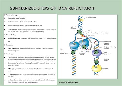 Dna Replication Process Explained Replication Of Dna Notes Dna
