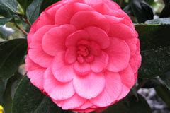 称心园艺山茶花 余暇翼报