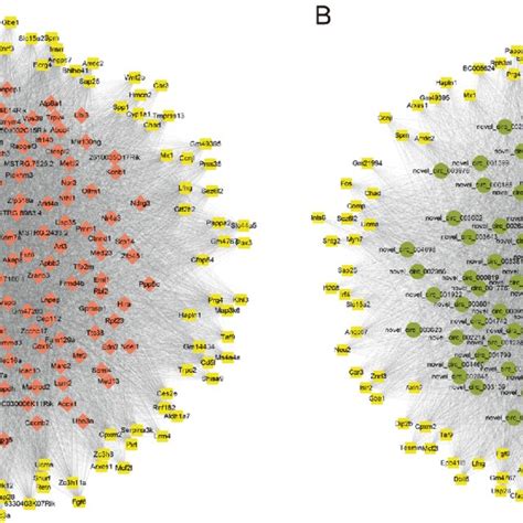 The Construction Of Lncrna Mrna And Circrna Mrna Co Expression