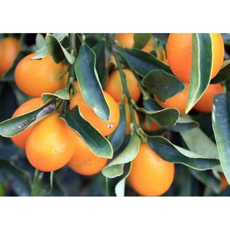 Isi Benih Biji Tanaman Jeruk Nagami Nagami Kumquat Seeds Benih Biji Lazada Indonesia