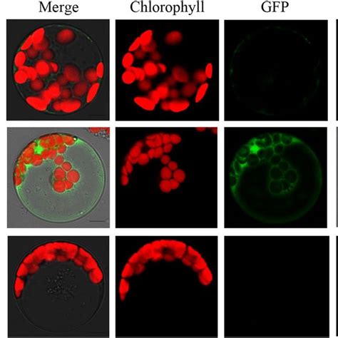 Subcellular Localization Of Sanramp6 Control Non Transformed