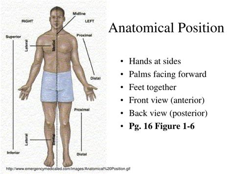 Ppt Lecture 1 Part 2 Introduction To Anatomical Directions And Orientation Powerpoint