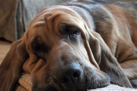 Собака с длинными ушами верный друг и отличный охотник