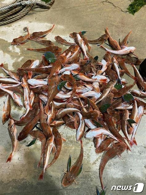 포항 백사장 오징어 수천마리 떼죽음지진 발생 시민들 불안 스퀘어 카테고리