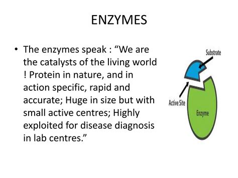 Enzymes Definition And Classification Introduction Pptx