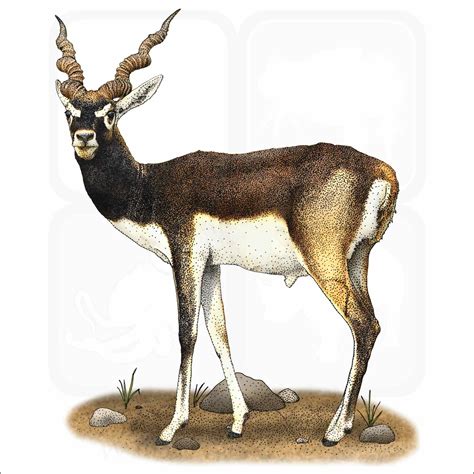 Blackbuck Antelope