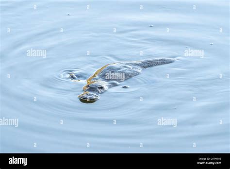 Platypus Ornithorhynchus Anatinus Floating On Surface Queensland