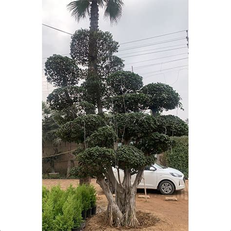 Green Ficus Benjamina Multi Head Plant At Best Price In Jyotiba Phule Nagar As Hightech