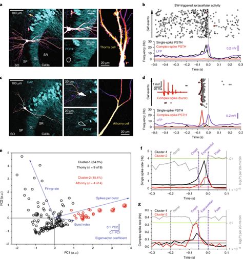 Cell Type Specific Activity Patterns During Sharp Wave Dynamics In
