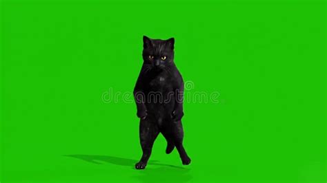 Black Cat Standing And Dancing On Green Screen Stock Video Video Of