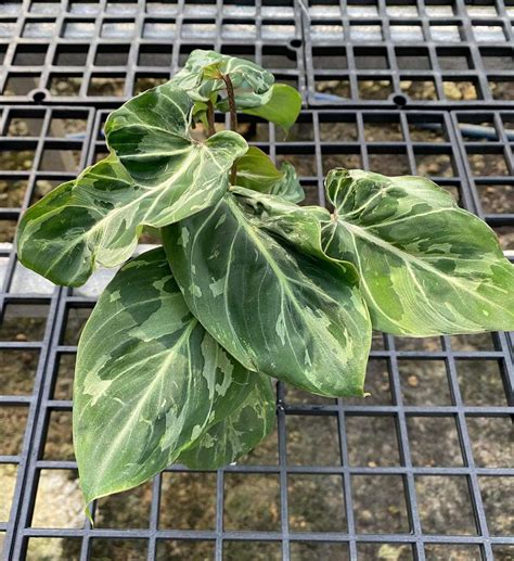 Philodendron Gloriosum Mutation Snow Leopard Terraflora Global