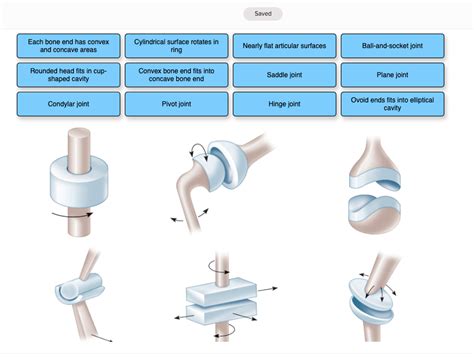 Solved Each Image Shows A Different Type Of Synovial Joint