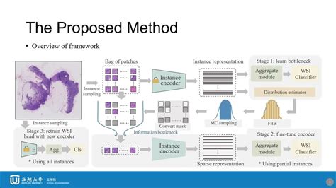Task Specific Fine Tuning For Weakly Supervised Pathology Whole Slide Image Classification Youtube