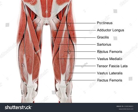3d Rendered Illustration Muscles Upper Leg Stock Illustration