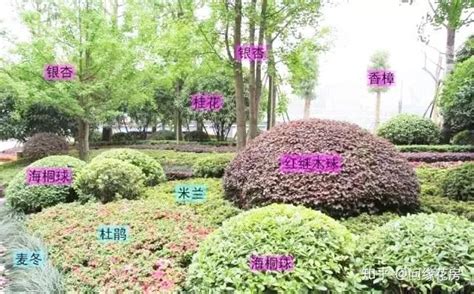 植物组团配置秘籍 超实用收藏 知乎