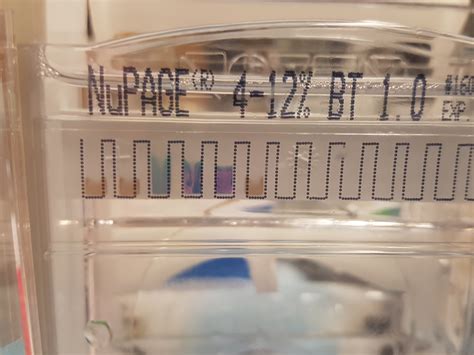 Emulsification Of Protein And Loading Dye In Western Blot Sample Researchgate