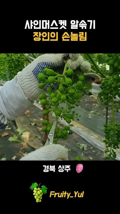 샤인머스켓 알솎기 장인의 손놀림 샤인머스켓 Farming샤인머스캣 샤인머스켓재배기술 Youtube