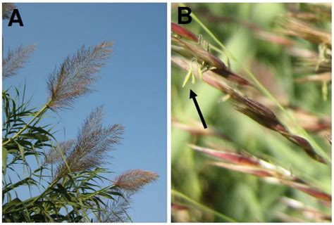 A Inflorescence Of A Donax B Particular Showing Dehiscent Anthers Download Scientific