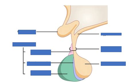 Diagram Of Endocrine Anatomy 3 Quizlet