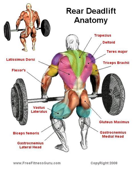 Romanian Deadlift Muscles