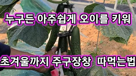 왕초보도 오이를아주쉽게 키워 초겨울까지 미치도록 따먹는 방법 오이순치는법 오이재배방법키우기 Youtube