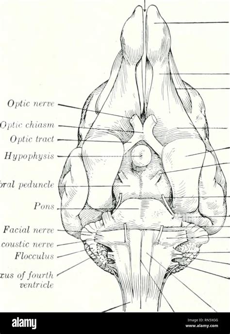 Trigeminal Nerve Sheep Brain