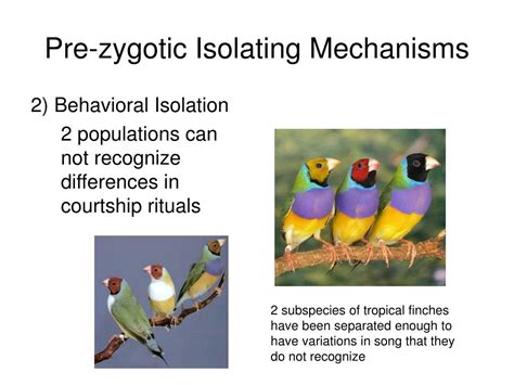 PPT Chapter Macroevolution Origin Of Species PowerPoint Presentation ID