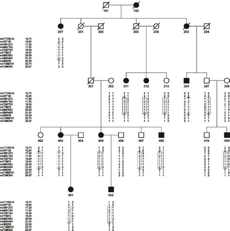 Schematic Haplotype Transmission Of The Pedigree Genetic Positions And