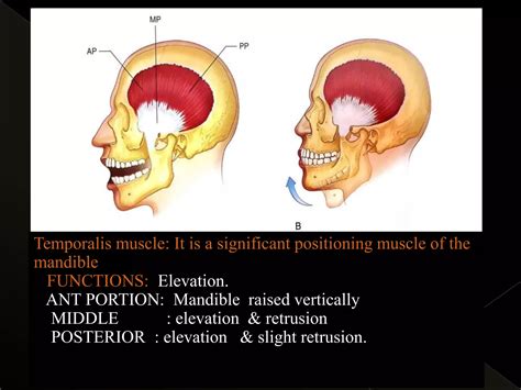 Mandibular Movements And Determinants Pptx