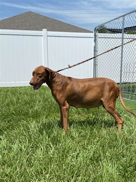 Radiantridge Rhodesian Ridgebacks Cassandra Carpenter