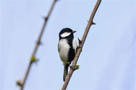 30000 Foto Toket Besar And Alam Gratis Pixabay