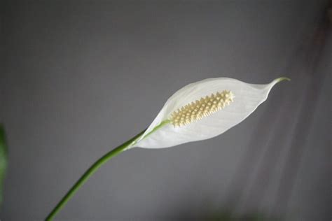 Cómo Prevenir Y Tratar Las Plagas Más Comunes En Spathiphyllum