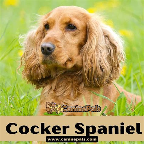 Cocker Spaniel Canine Pals