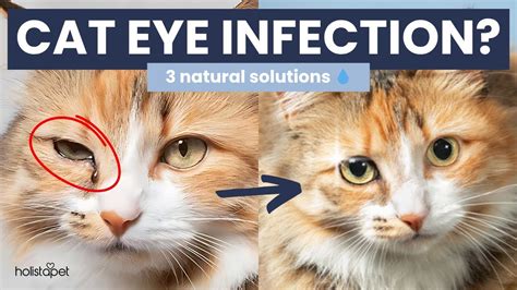 Cat Eye Infection Home Remedies What You Need To Know Youtube