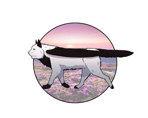 White Black Cat By Templass On Deviantart