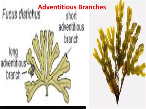 Reproduction In Algae Ppt