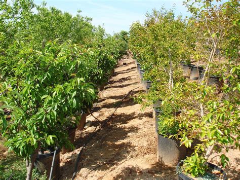 Fruit Trees For Sale In California Citrus And Fruit Trees Trees Moon