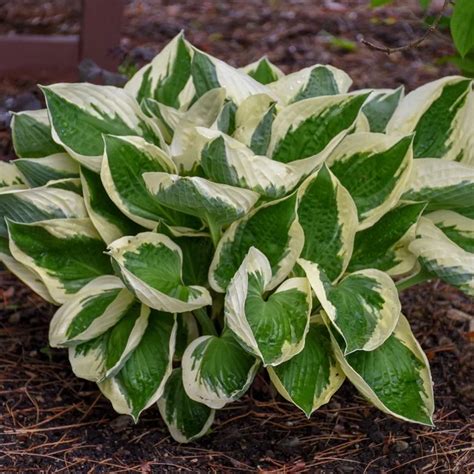 The Best Hostas That Grow Well In The Sun Hgtv