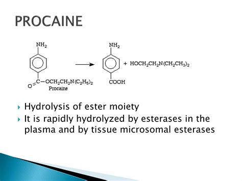 Examples Of Drug Metabolism Pptx