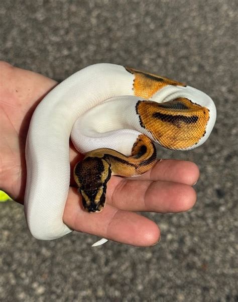Python Regius Ball Python High White Normal Pied Female 20