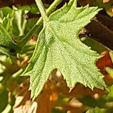 Rough Leaved Pelargonium Pelargonium Scabrum Plant Care And How To Grow