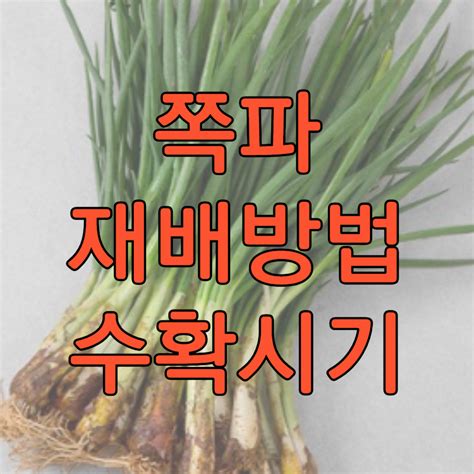 쪽파 심는시기 및 재배방법 수확까지효능