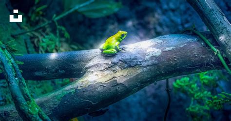 녹색 개구리의 근접 촬영 사진 사진 Unsplash의 무료 개구리 이미지